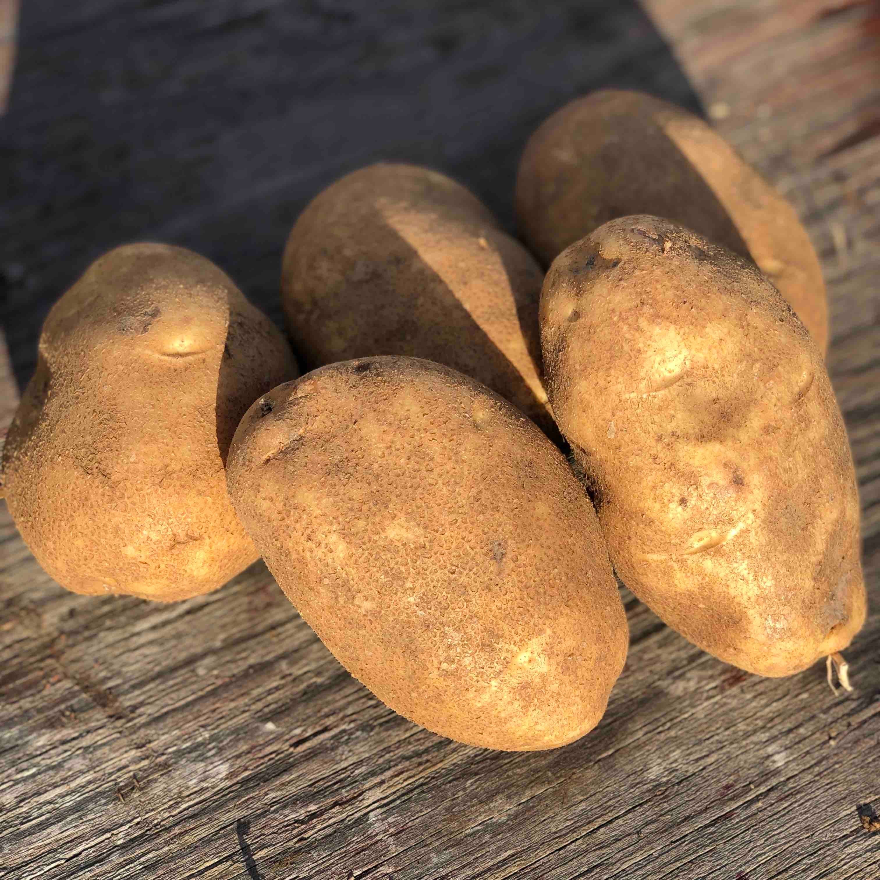 Potatoes, Russet - Certified Organic - BC – Nature Delivered